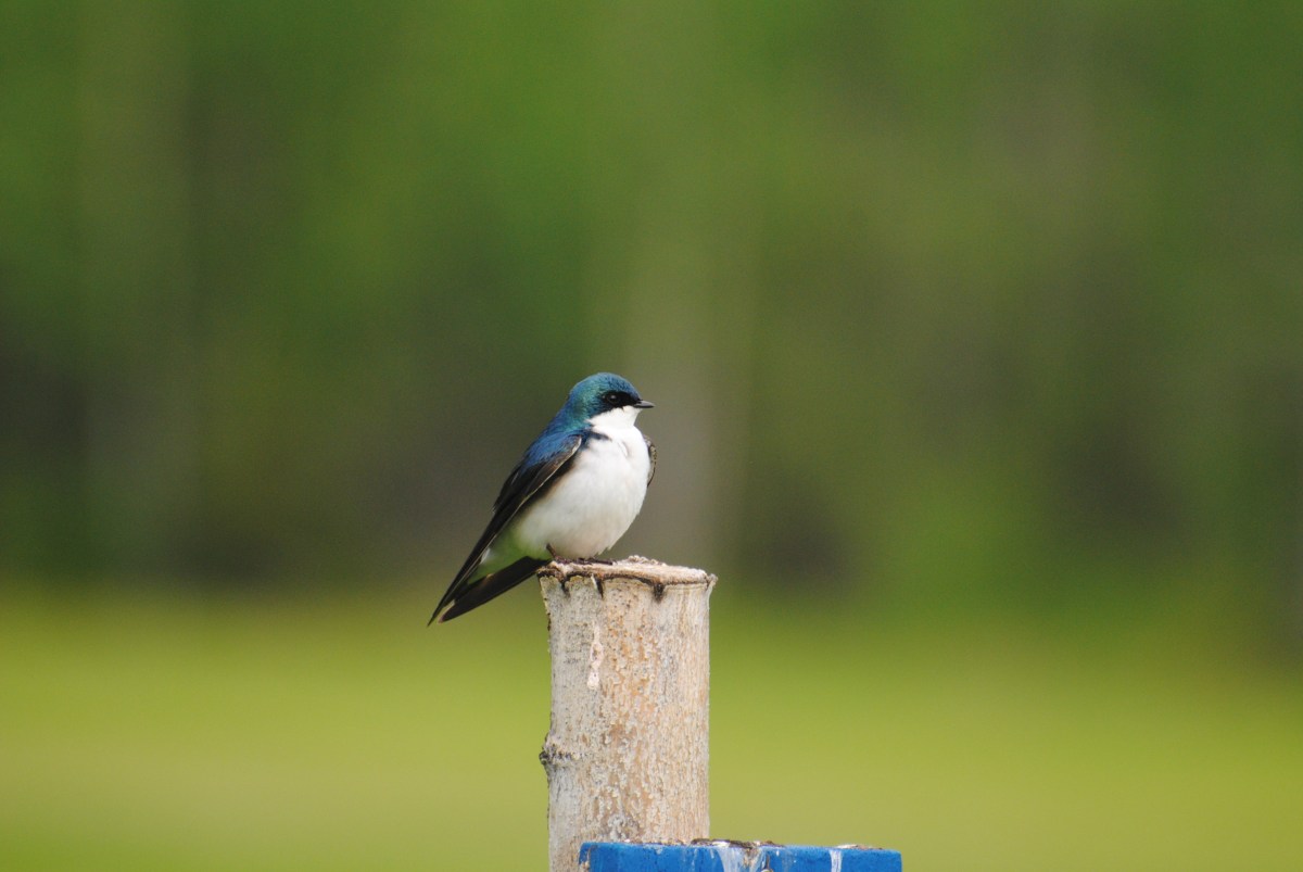 Publications – Welcome to HormoneBase